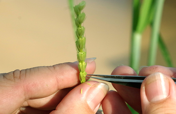 The breeding of crops