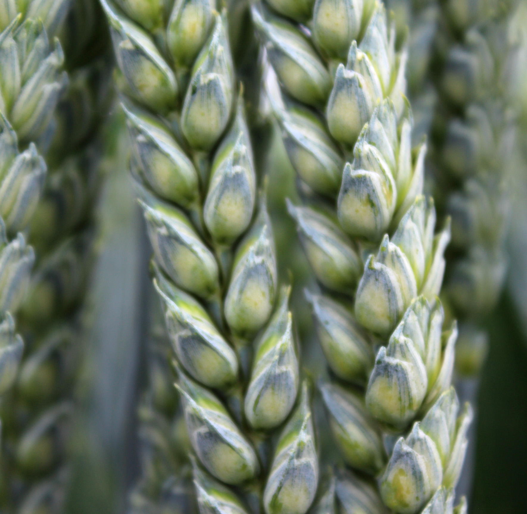 The breeding of crops