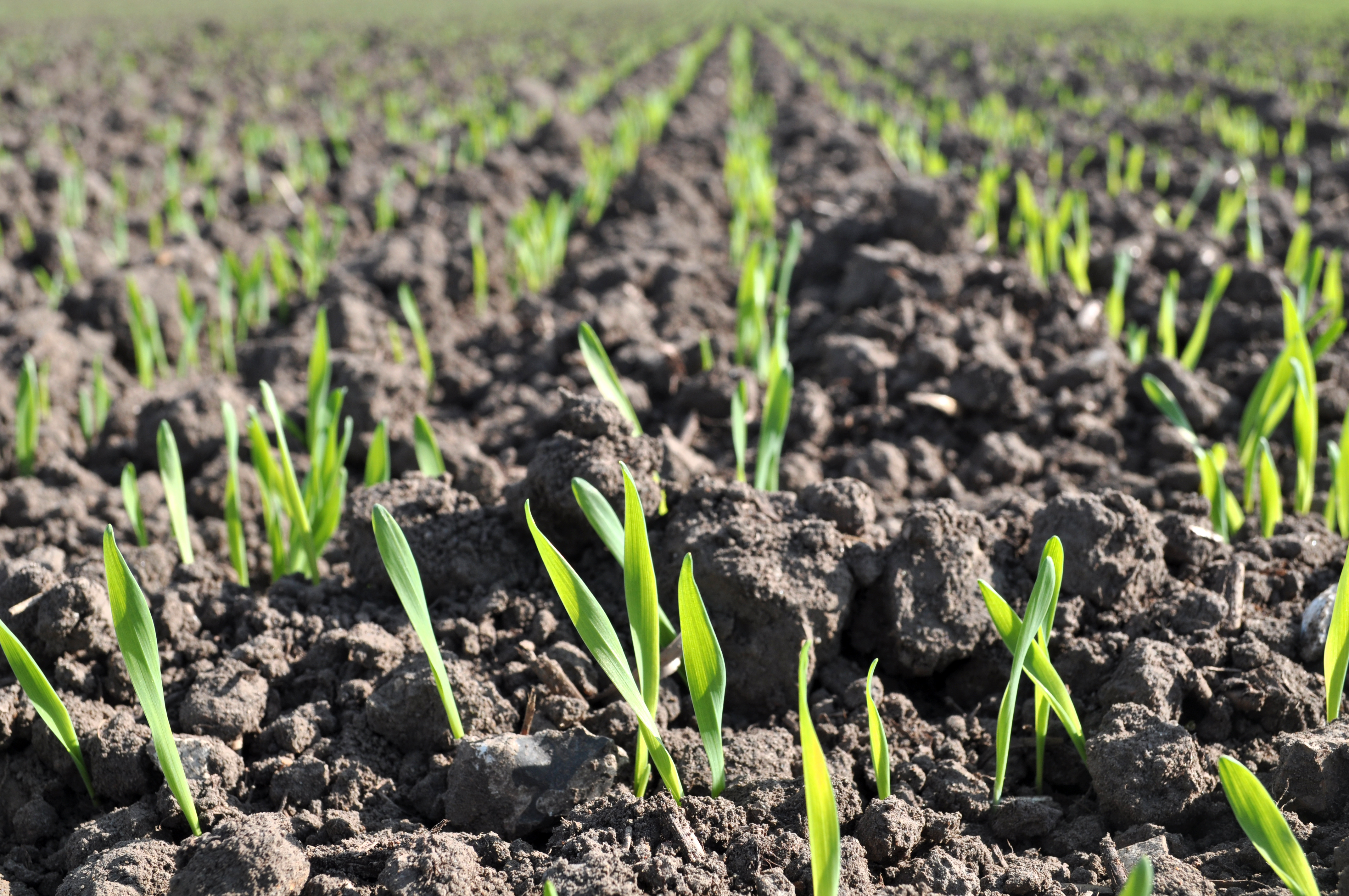 Home [nordicseed.com]