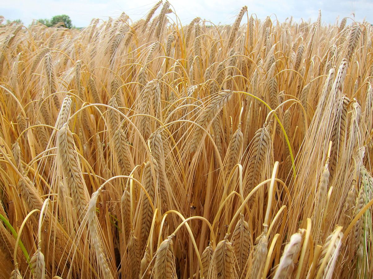 Plant breeding